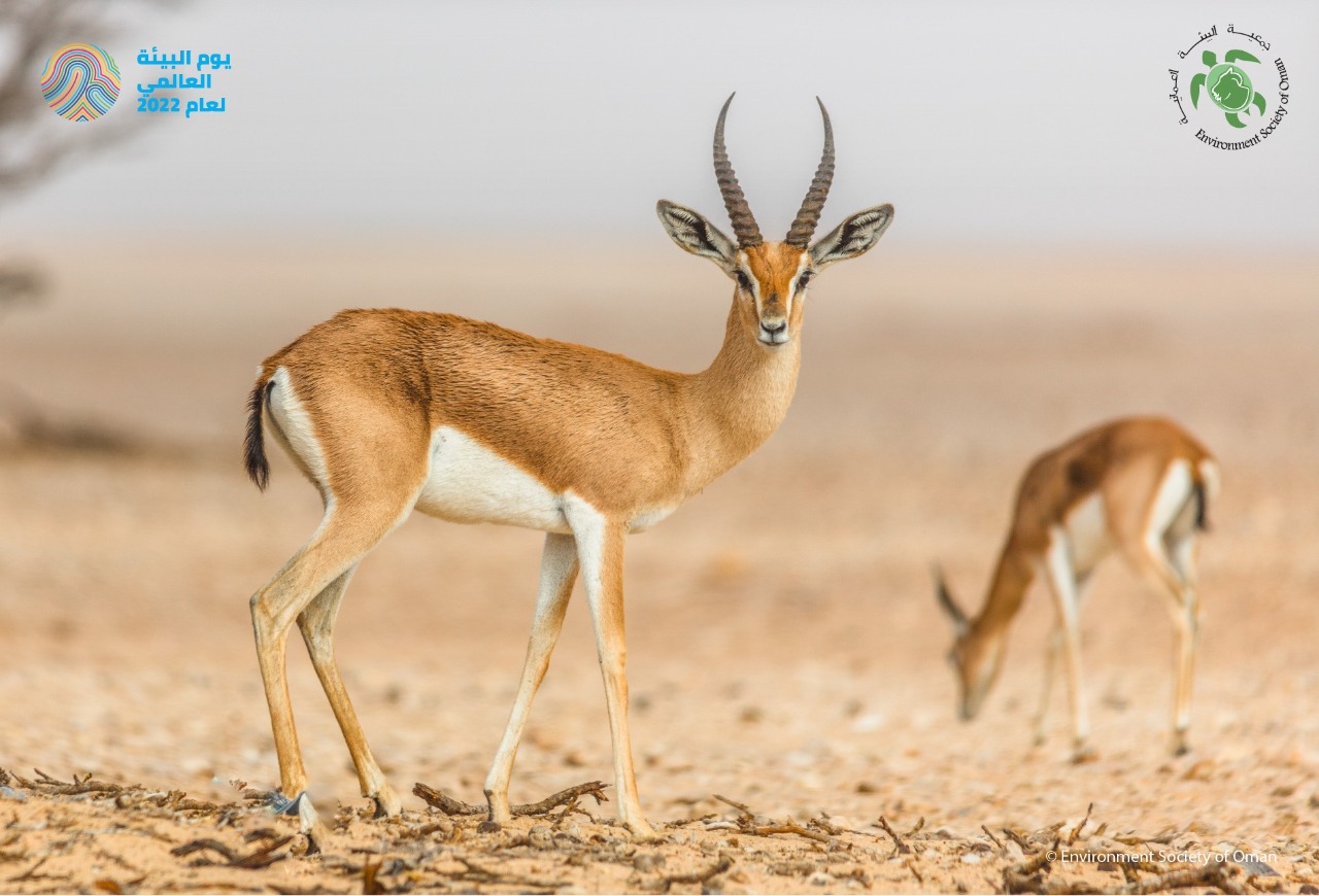 جمعية البيئة تواصل جهودها لزيادة الوعي المجتمعي – شؤون عمانية